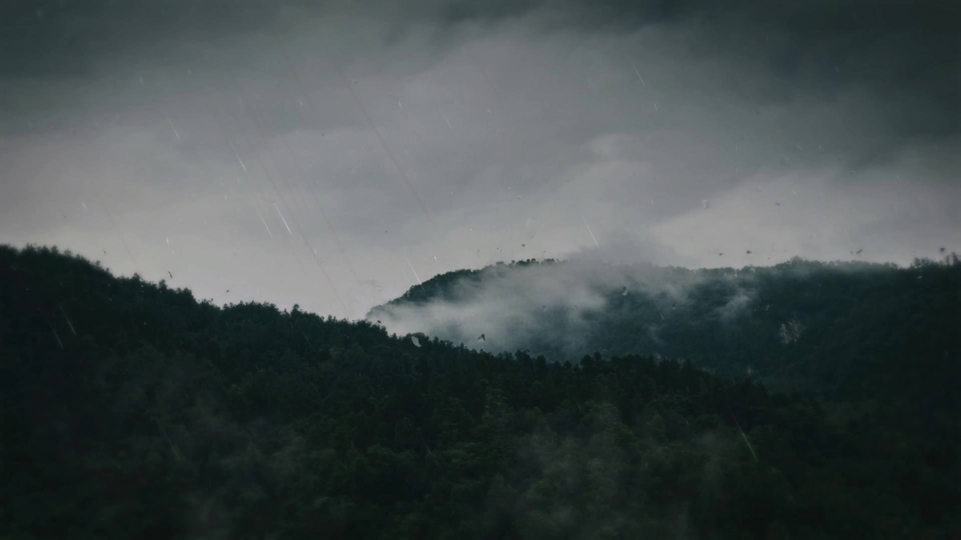 302 Forest Live Wallpapers, Animated Wallpapers - MoeWalls
